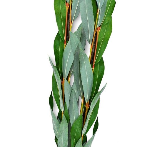 Extra Aravos (pack of 2) – Chabad of Southern Nevada